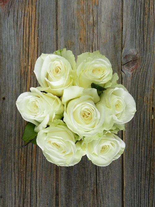 Wholesale Playa Blanca White Roses Delivered Online | FlowerFarm
