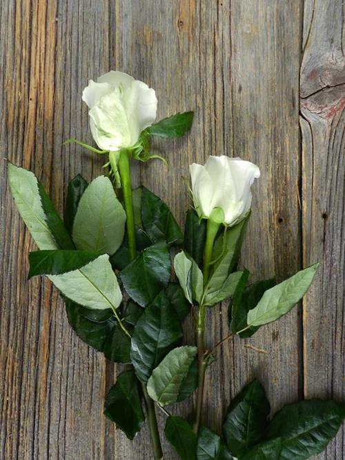 Wholesale Playa Blanca White Roses Delivered Online | FlowerFarm
