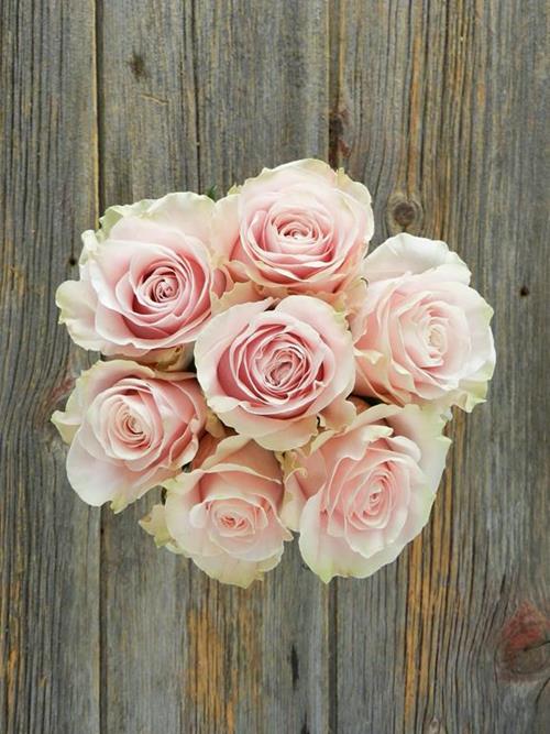 Wholesale Pink Mondial Pink Roses Delivered Online | FlowerFarm