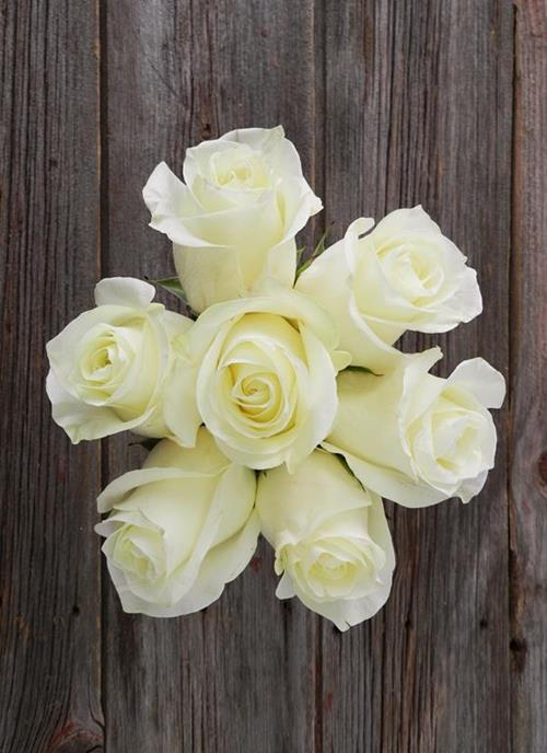 Wholesale Polarstar White Roses Delivered Online | FlowerFarm