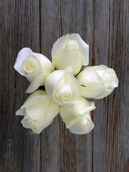 Wholesale Proud White Roses Delivered Online | FlowerFarm