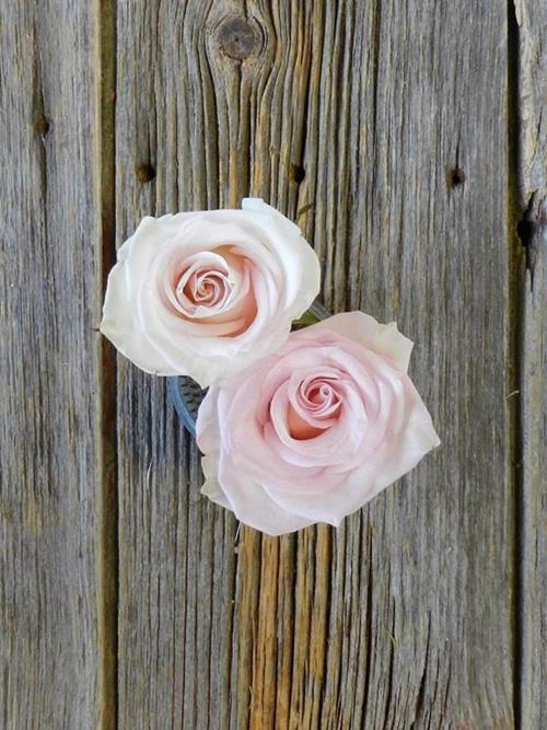 Wholesale Ragazza Light Pink Color Roses Delivered Online | FlowerFarm
