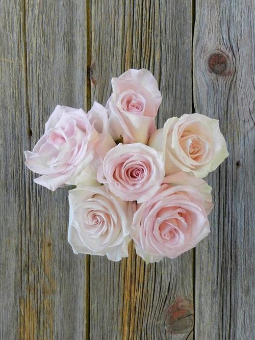 Wholesale Ragazza Light Pink Color Roses Delivered Online | FlowerFarm