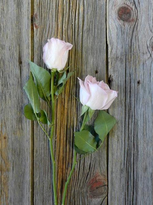 Wholesale Ragazza Light Pink Color Roses Delivered Online | FlowerFarm