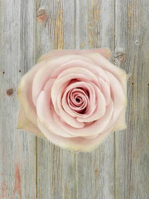 Wholesale Romina Light Pink Color Roses Delivered Online | FlowerFarm