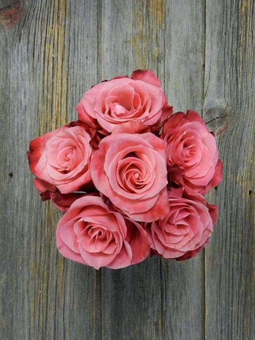 Wholesale Satina Coral Roses Delivered Online | FlowerFarm