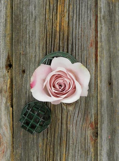 Wholesale Secret Garden Pink Roses Delivered Online | FlowerFarm