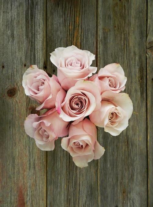 Wholesale Secret Garden Pink Roses Delivered Online | FlowerFarm