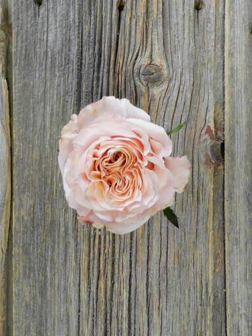 Wholesale Shimmer Peach Roses Delivered Online | FlowerFarm