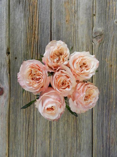 Wholesale Shimmer Peach Roses Delivered Online | FlowerFarm