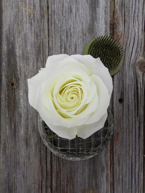 Wholesale White Flowers Online | FlowerFarm