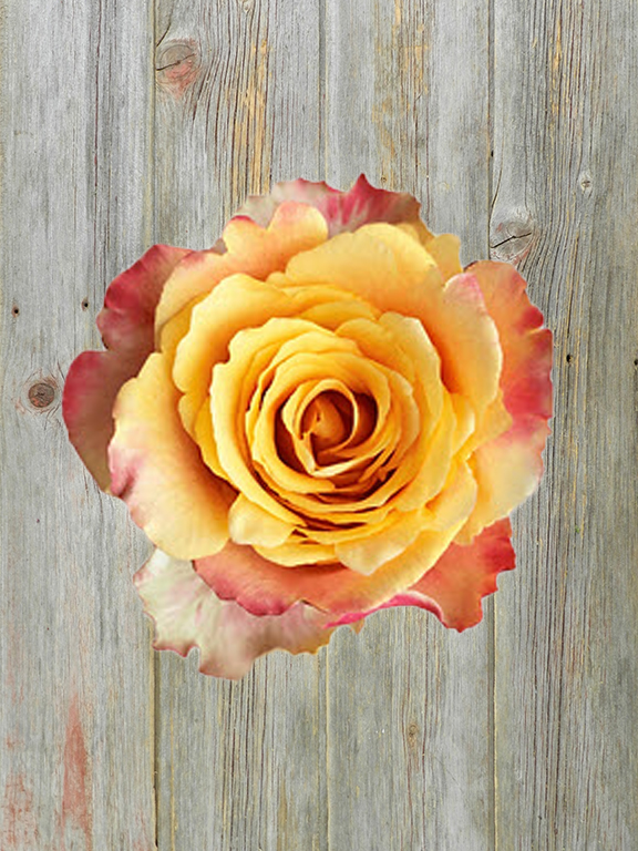 Wholesale Silantoi Bi-Color Yellow/Red Roses Delivered Online | FlowerFarm
