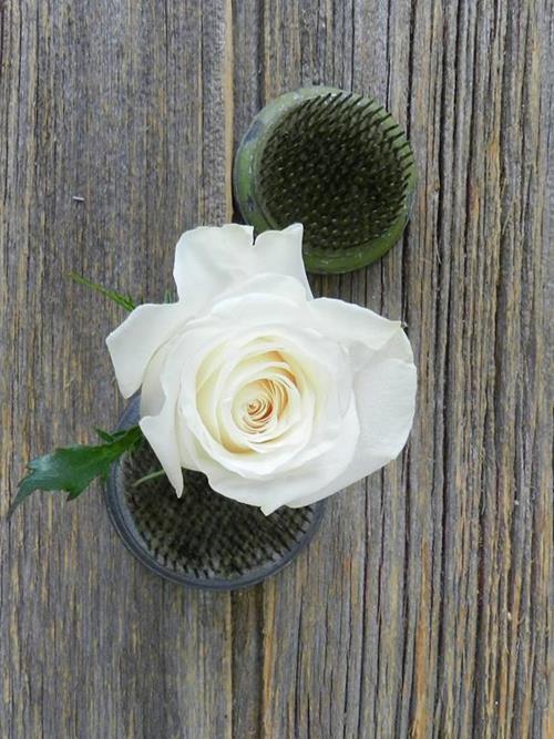 Wholesale Snow Bliss White Roses Delivered Online | FlowerFarm