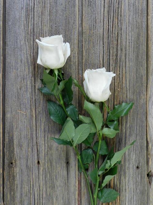 Wholesale Snow Bliss White Roses Delivered Online | FlowerFarm