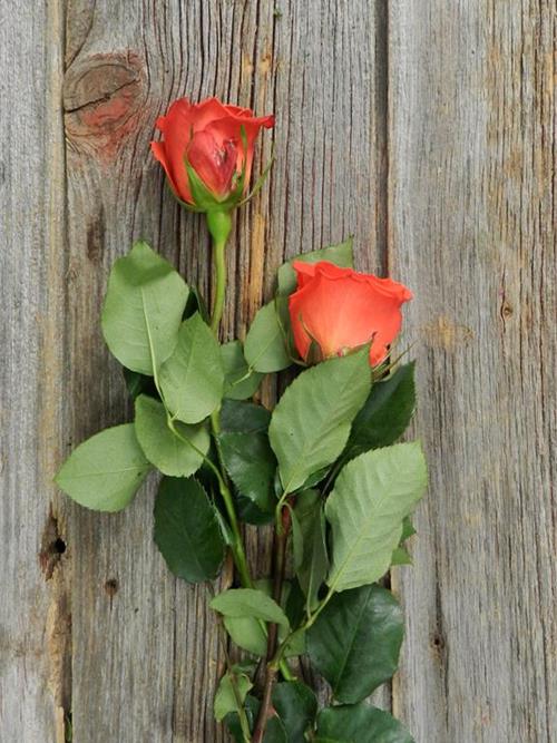 Wholesale Santana Orange Roses Delivered Online | FlowerFarm