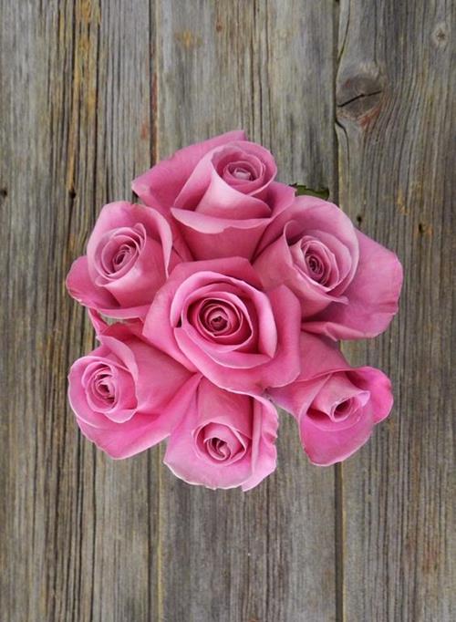 Wholesale Soulmate Lavender Roses Delivered Online | FlowerFarm