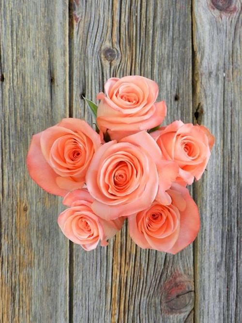 Wholesale Satisfaction Coral Roses Delivered Online | FlowerFarm