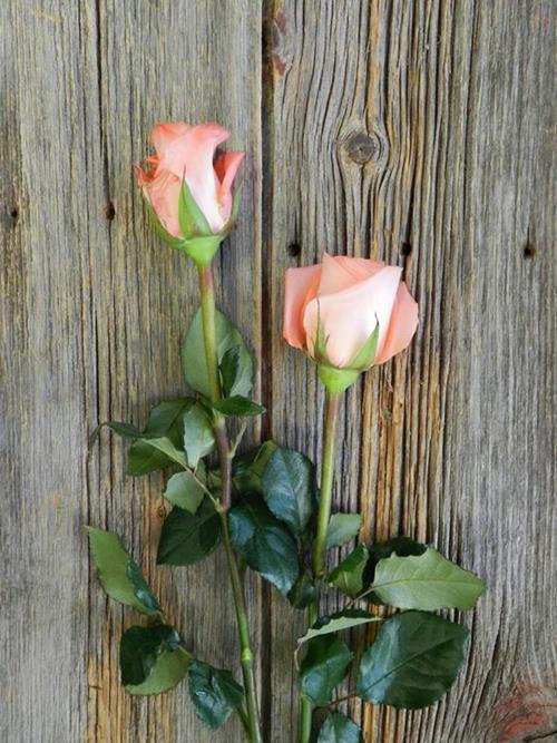 Wholesale Satisfaction Coral Roses Delivered Online | FlowerFarm