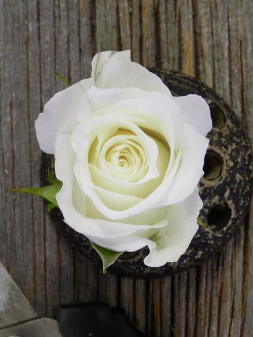 Wholesale Sugar Doll White Roses Delivered Online | FlowerFarm