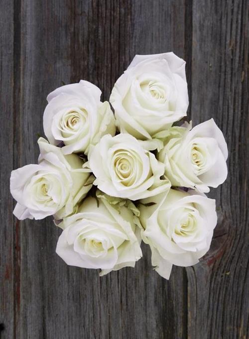 Wholesale Sugar Doll White Roses Delivered Online | FlowerFarm