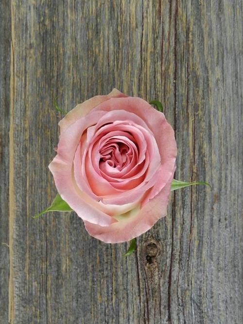 Wholesale Sweet Elegance Light Pink Roses Delivered Online | FlowerFarm