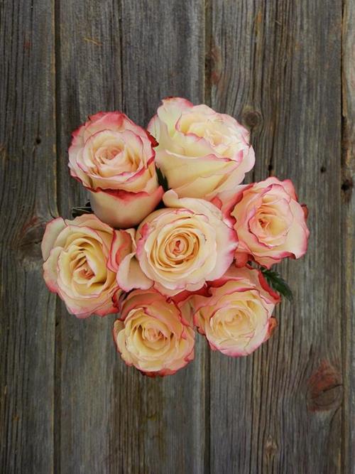 Wholesale Sweetness Bicolor White/Pink Roses Delivered Online | FlowerFarm