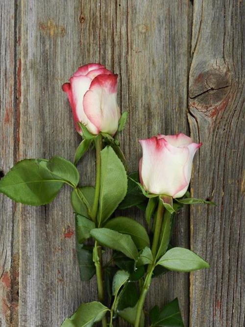 Wholesale Sweetness Bicolor White/Pink Roses Delivered Online | FlowerFarm