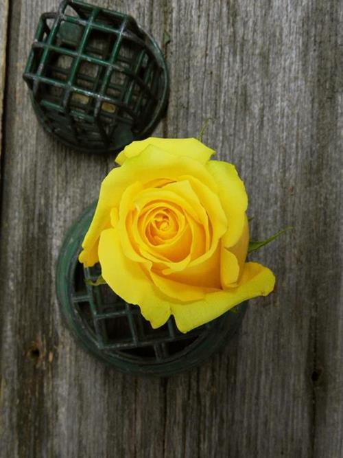 Wholesale Tara Yellow Roses Delivered Online | FlowerFarm