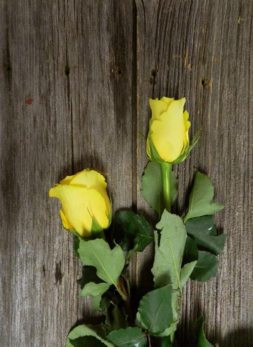 Wholesale Tara Yellow Roses Delivered Online | FlowerFarm