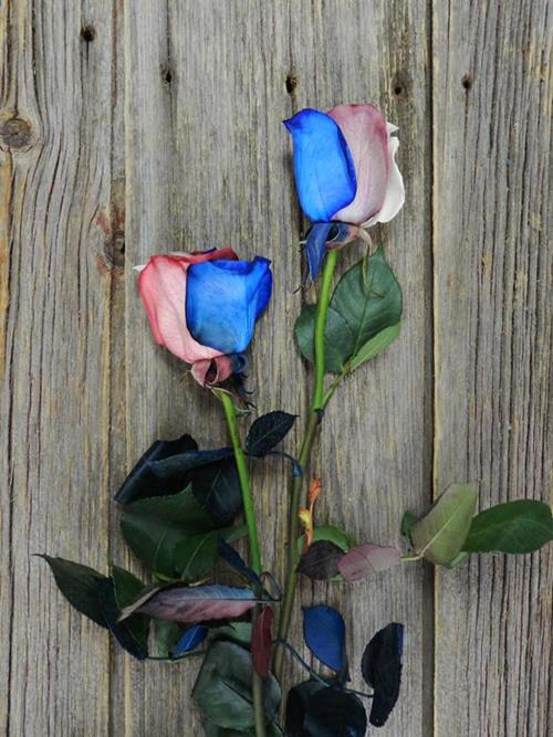Wholesale Flag - Red, White, & Blue Tinted Color Roses Delivered Online ...