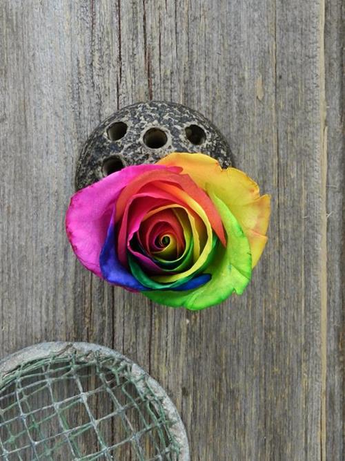 Wholesale Rainbow Tinted Roses Delivered Online | FlowerFarm