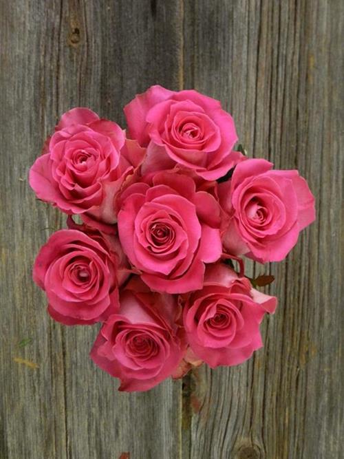 Wholesale Topaz Hot Pink Roses Delivered Online | FlowerFarm