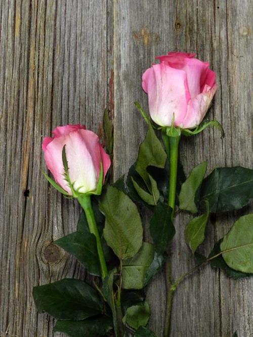 Wholesale Topaz Hot Pink Roses Delivered Online | FlowerFarm