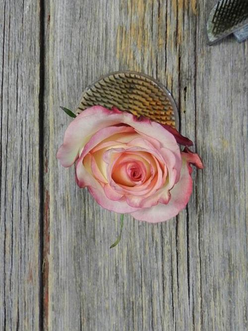 Wholesale Tormenta White And Pink Bi-Color Rose Delivered Online ...