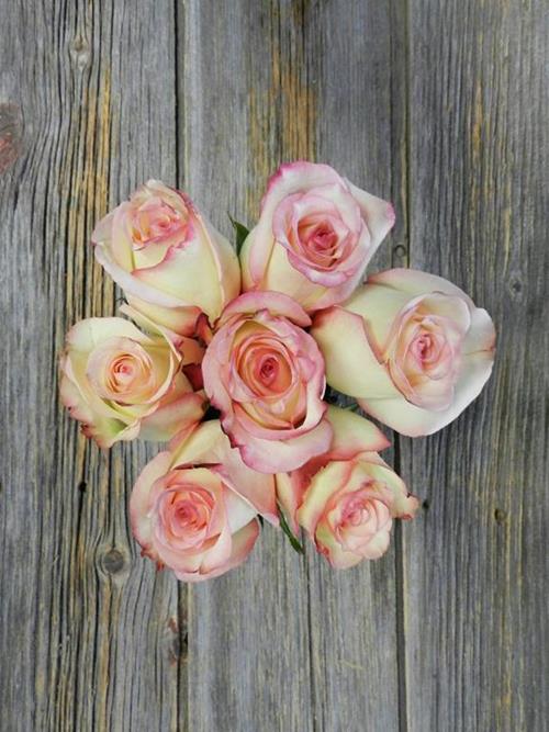Wholesale Tormenta White And Pink Bi-Color Rose Delivered Online ...