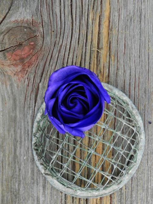 Wholesale Purple Tinted Roses Delivered Online | FlowerFarm