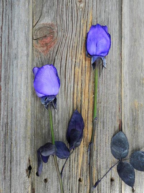 Wholesale Purple Tinted Roses Delivered Online | FlowerFarm