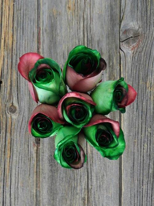 Wholesale Red & Green Tinted Rose Delivered Online | FlowerFarm