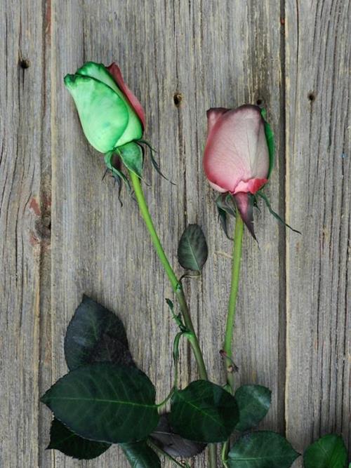 Wholesale Red & Green Tinted Rose Delivered Online | FlowerFarm