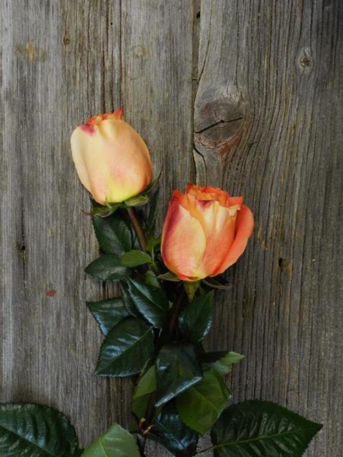 Wholesale Wild Spirit Bi-Color Orange/Yellow Rose Delivered Online ...