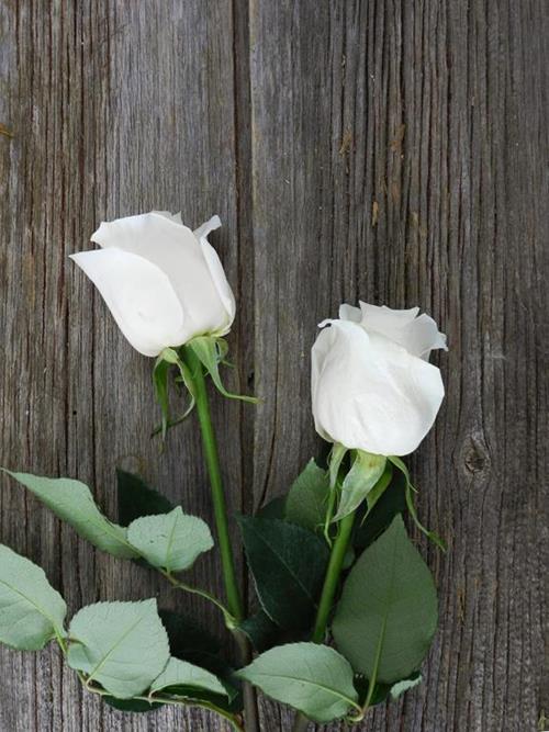 Wholesale White Roses Delivered Online | FlowerFarm