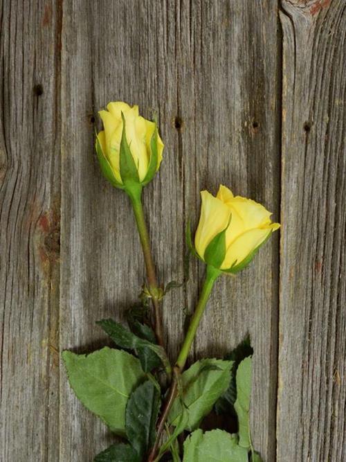 Wholesale Yellow Roses Delivered Online | FlowerFarm