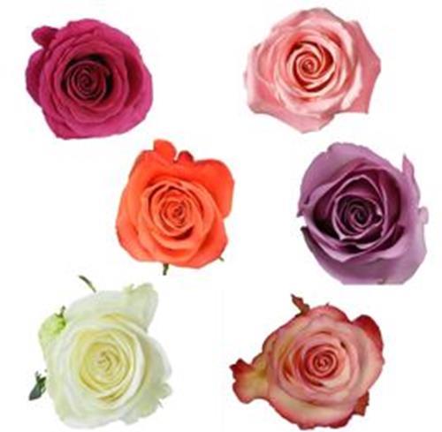 Wholesale Freedom And Assorted Color Roses Combo Box Delivered Online ...
