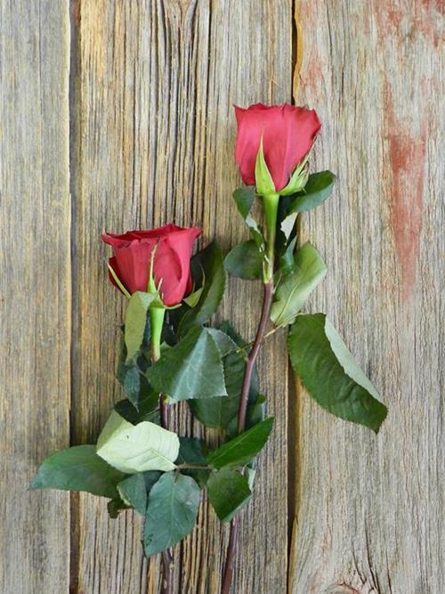Wholesale Finally Red Roses Delivered Online | FlowerFarm