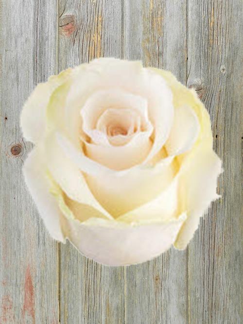 Wholesale Roses in Bulk | FlowerFarm - Fresh Cut Roses
