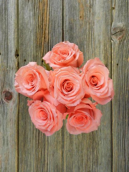 Wholesale Amsterdam Coral Roses Delivered Online | FlowerFarm