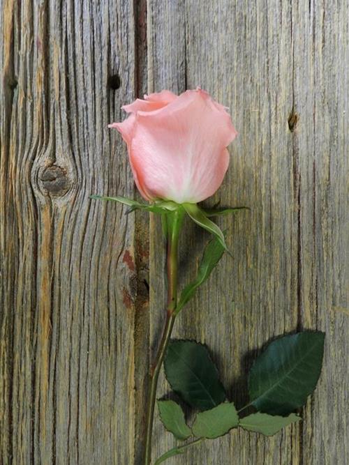 Wholesale Amsterdam Coral Roses Delivered Online | FlowerFarm