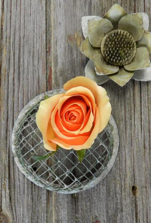 Wholesale Roses Delivery Online | FlowerFarm