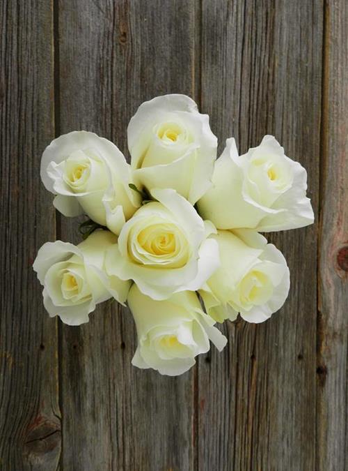 Wholesale Blizzard White Roses Delivered Online | FlowerFarm