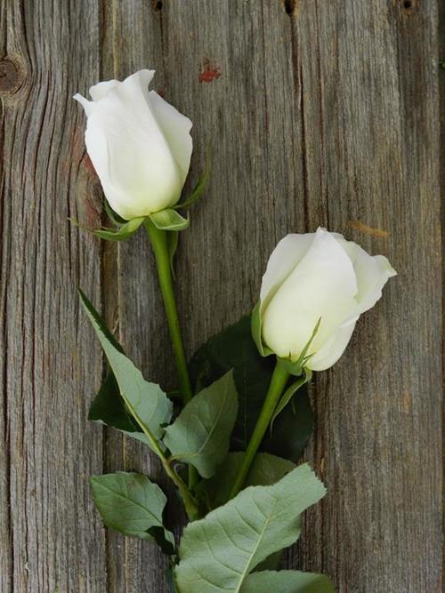Wholesale Blizzard White Roses Delivered Online | FlowerFarm